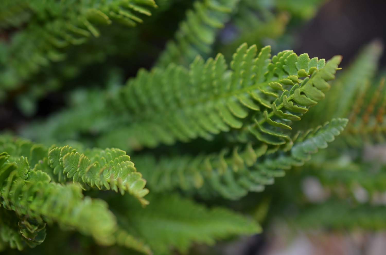 Helechos de Juan Fernández y Rapa Nui protagonizan nueva Guía de Campo ...